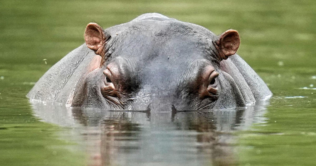Baby Dies, Dozens Feared Dead After Hippo Charges And Capsizes Canoe On ...