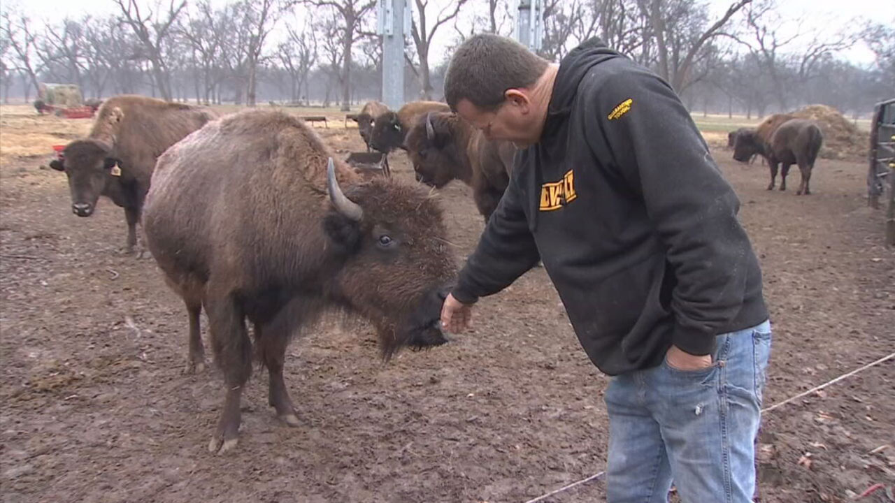 'I Hope They Get Punished': 2 Arrested, Accused Of Killing Owasso Bison
