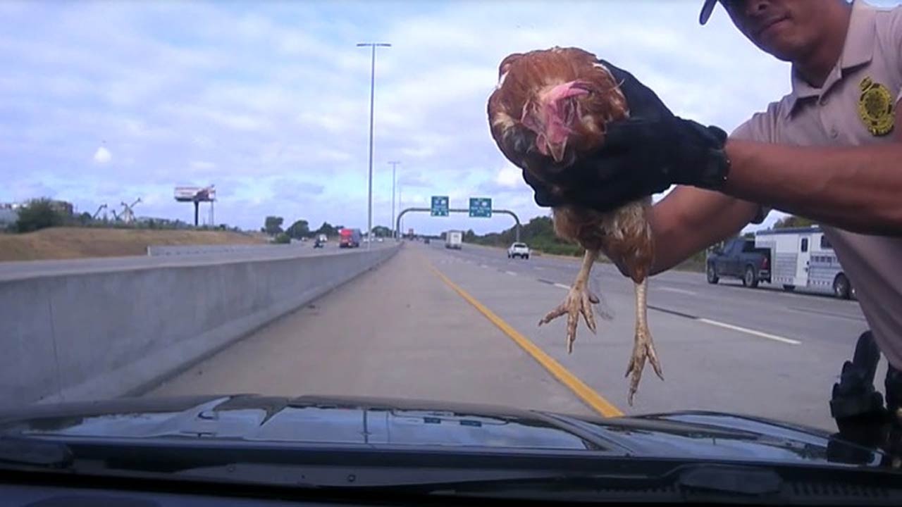 Trooper In Tulsa Saves The Day By Wrangling Loose Chicken On I-44