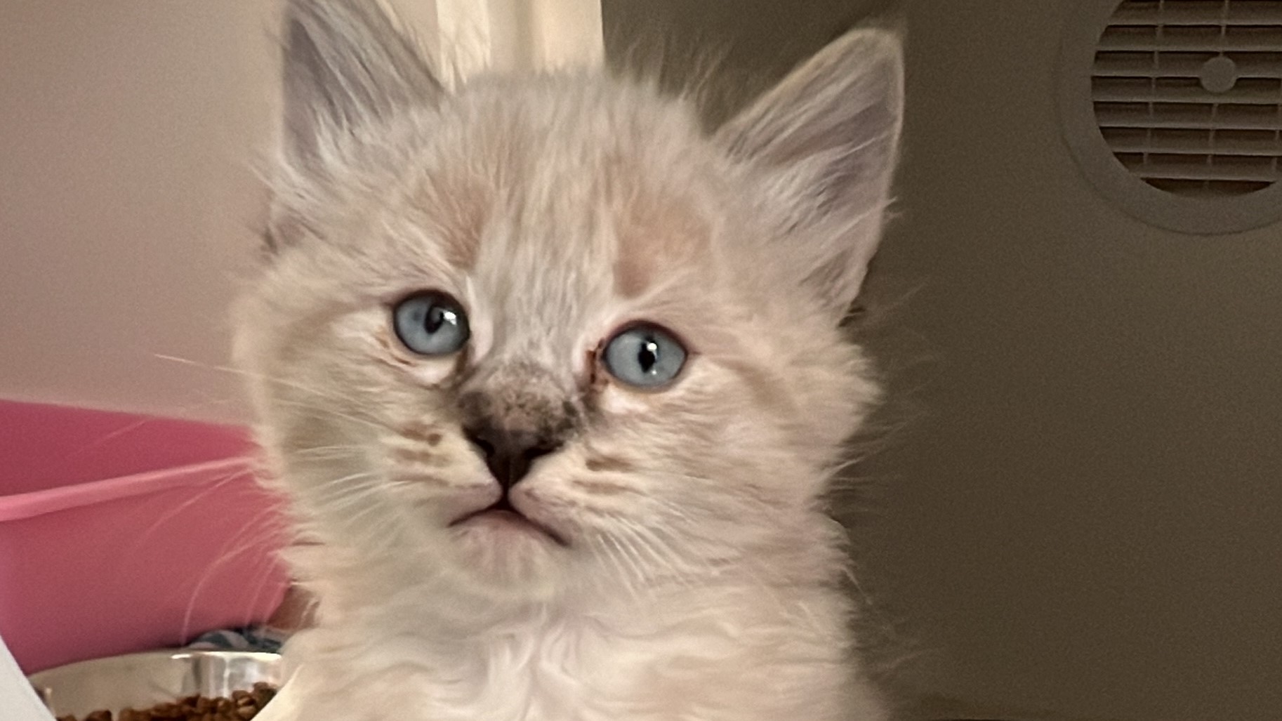 Tulsa SPCA takes in 16 kittens abandoned in lobby