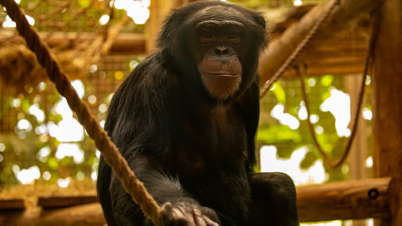 Tulsa Zoo mourns the death of newborn chimpanzee