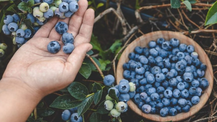 Blueberries studied as natural arthritis treatment by Oklahoma researchers