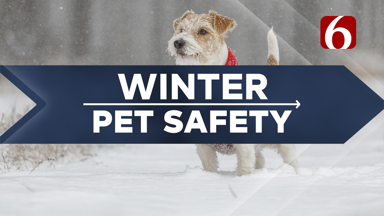 Pet safety: Cold weather tips