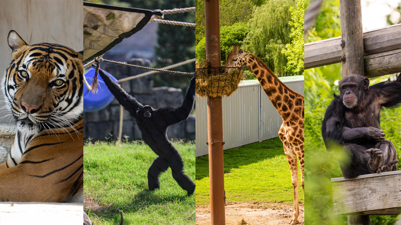 Tulsa Zoo celebrate a wild Father's Day