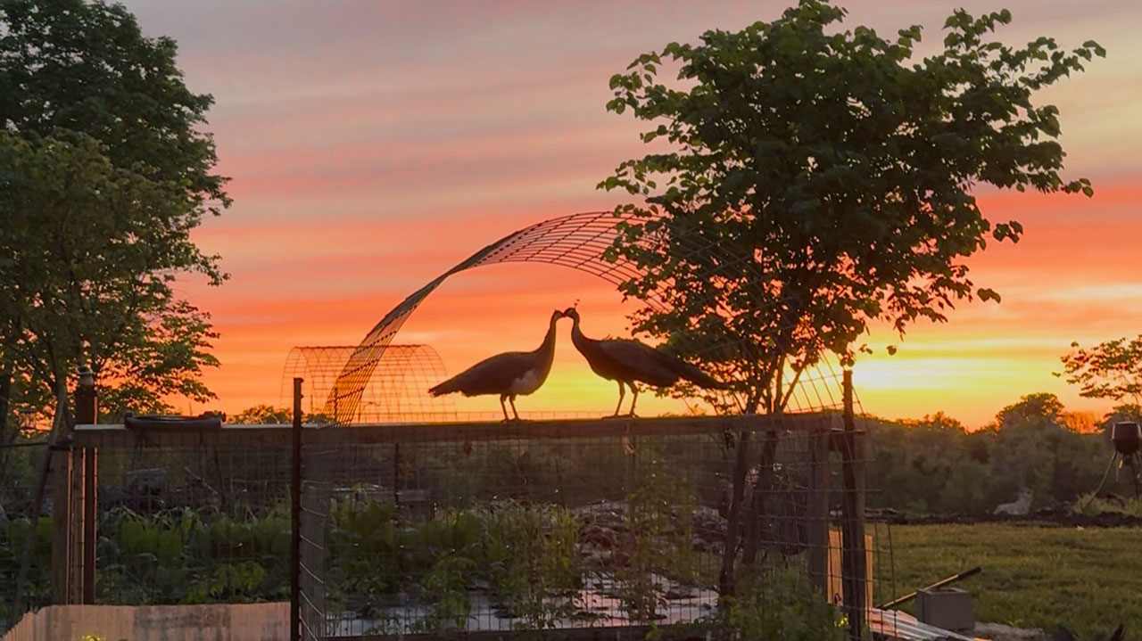 Talala peacocks, Travis & Taylor, share a sunset kiss