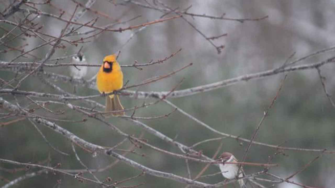 Rare Yellow Cardinal Has Been Spotted In Illinois — And There's Less ...