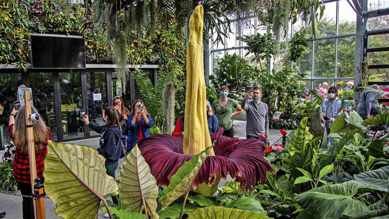 Giant ‘Corpse Plant’ Draws Crowds In Southern California