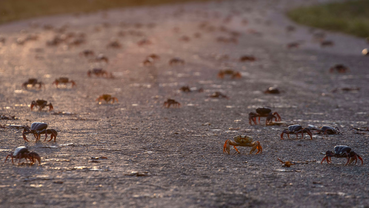 In Cuba, Crabs Embark On Perilous Migration To Bay Of Pigs