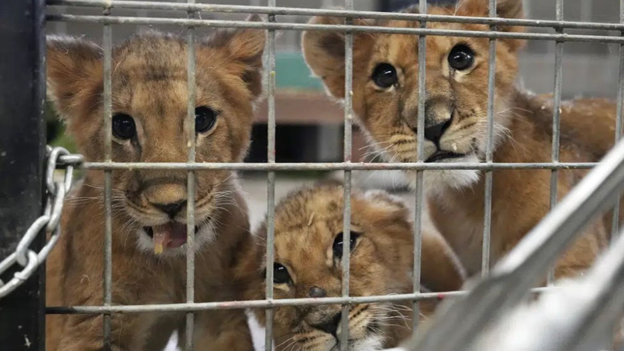 4 Lion Cubs Saved From War In Ukraine Arrive At US Sanctuary