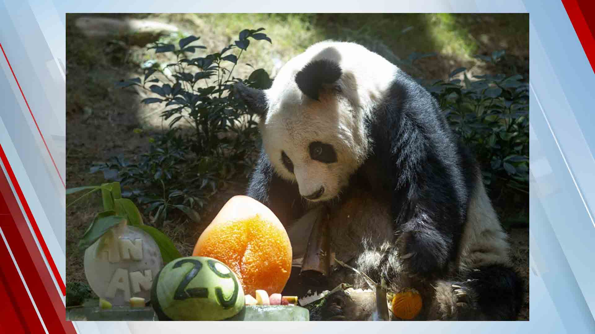 World’s Oldest Male Giant Panda Dies At Age 35 In Hong Kong
