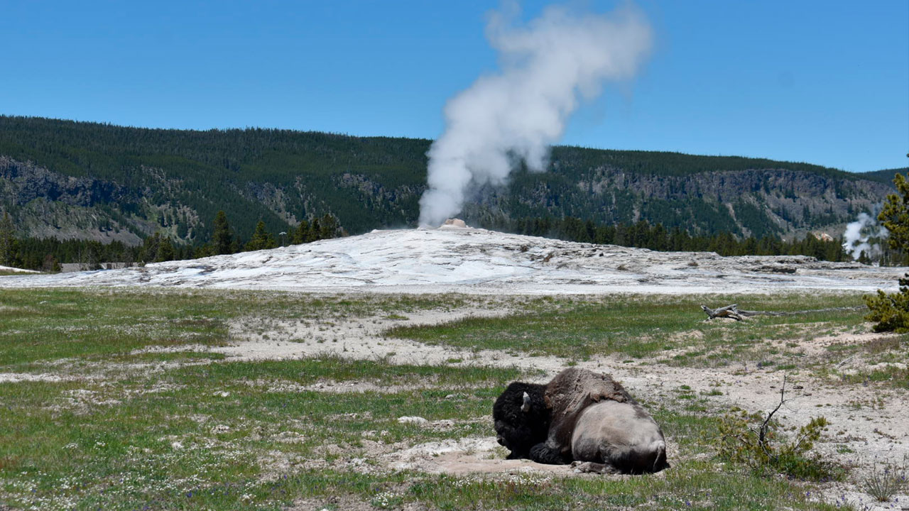Much Of Northern Yellowstone Park To Reopen Saturday