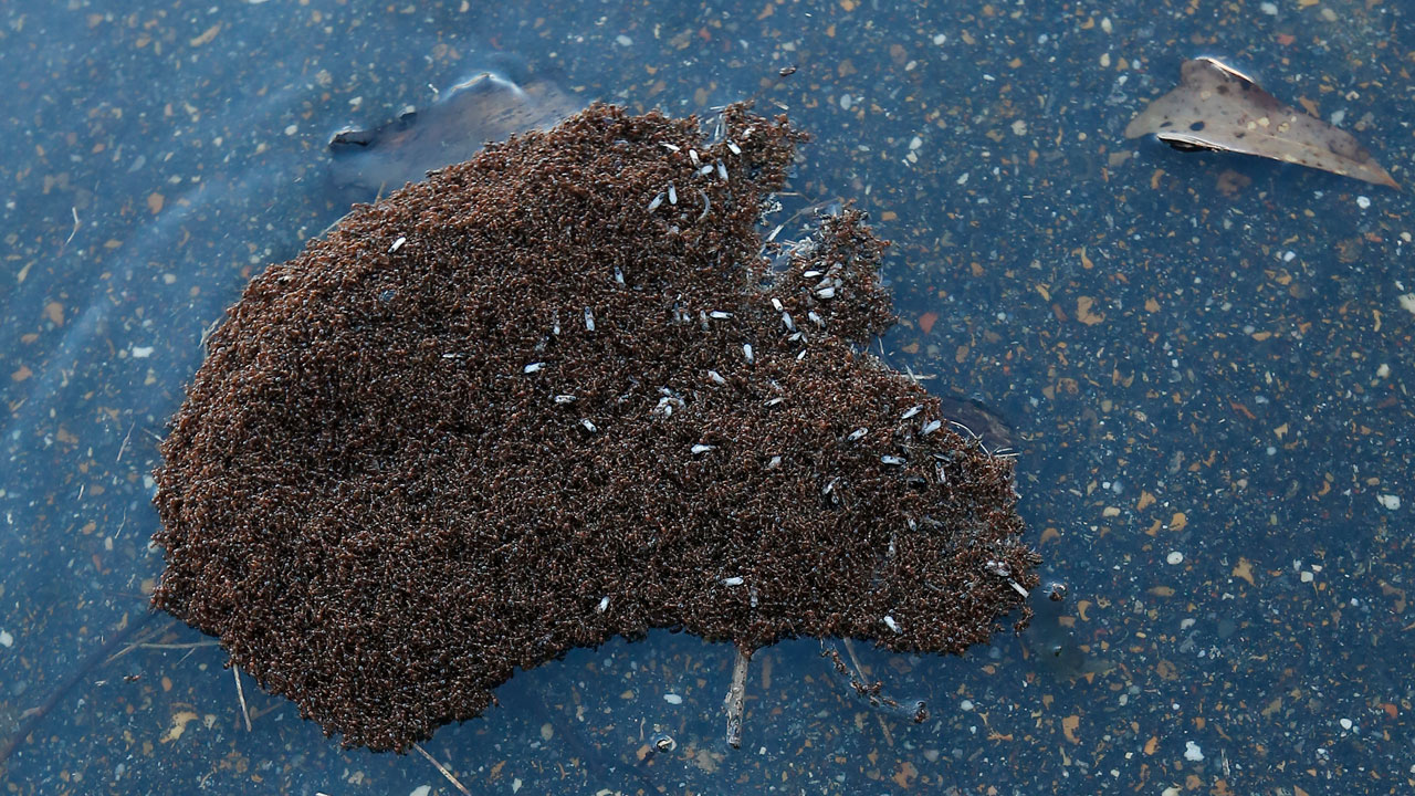 20,000,000,000,000 Ants Are Crawling Around Earth, Researchers Find ...