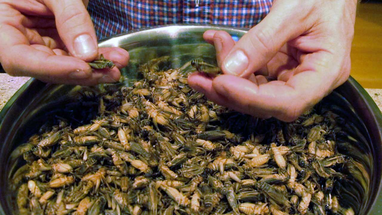 Crickets, They're What's For Dinner