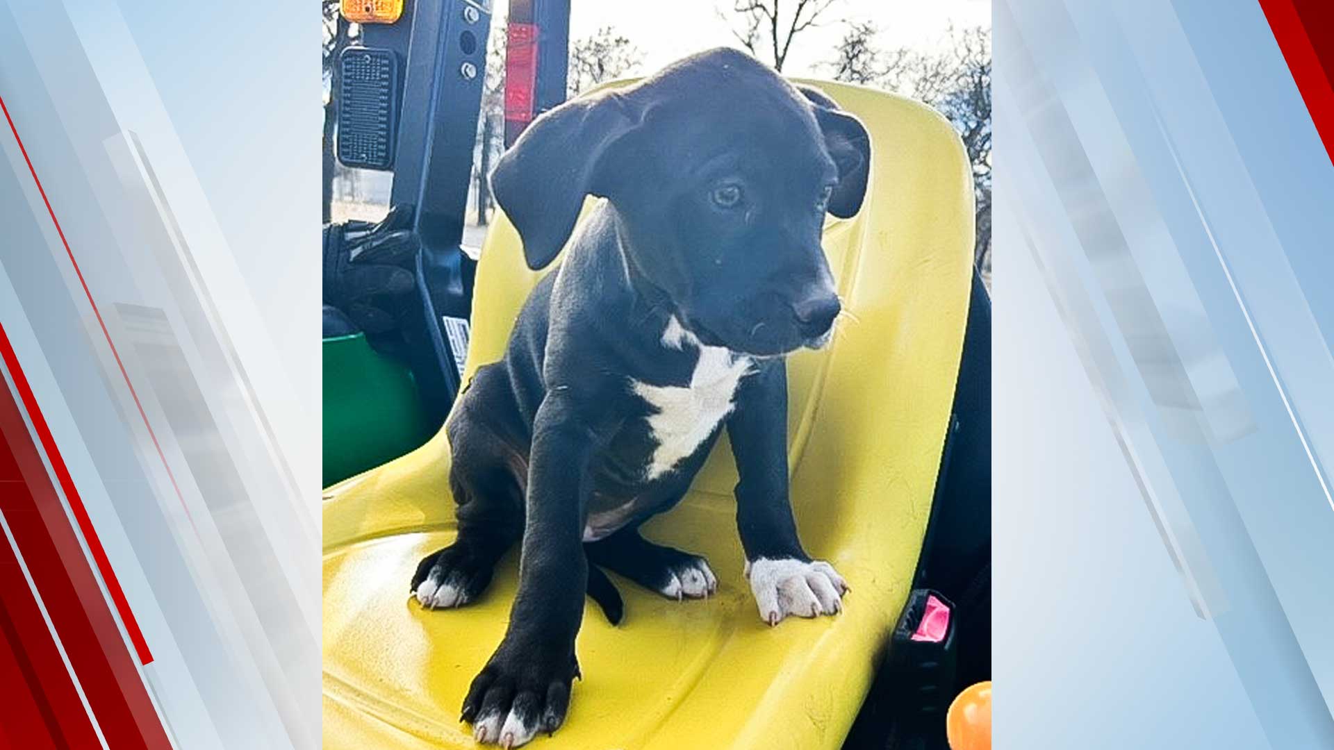 Pet Of The Week: Patches
