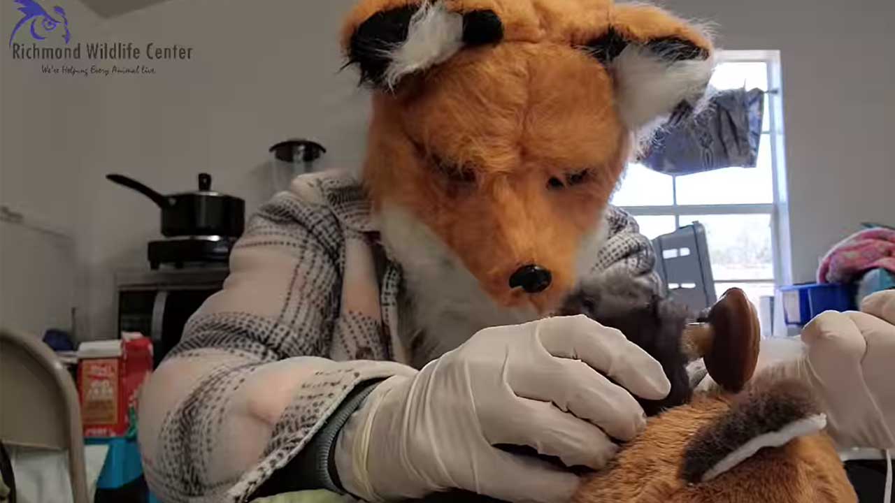 Staff At A Wildlife Center Pretend To Be Red Foxes As They Care For ...