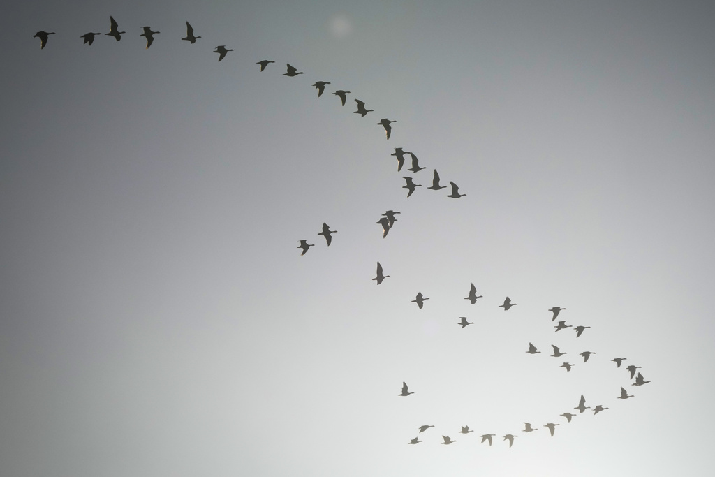 'Lights Out Oklahoma' campaign aims to protect migrating birds