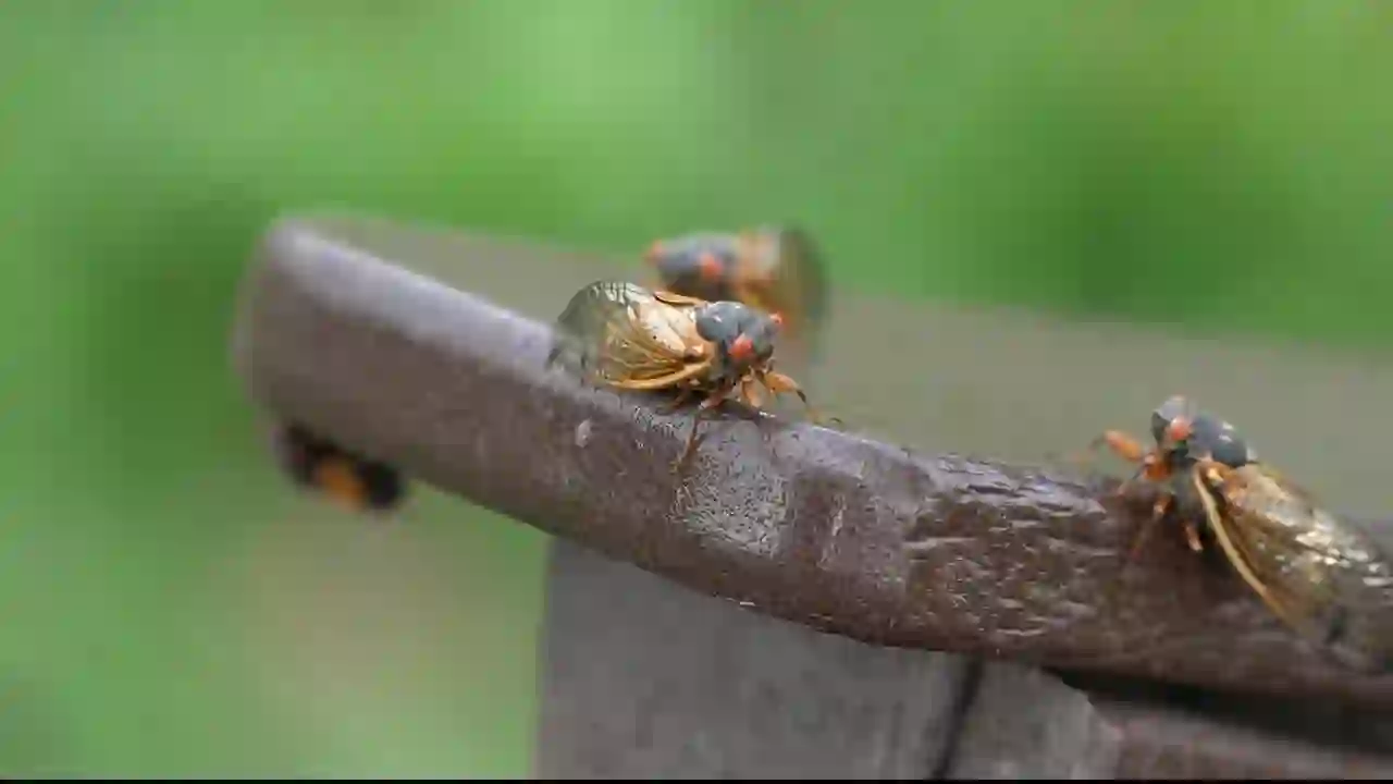 Cicada maps show where the noisy insects will emerge in the U.S. this ...