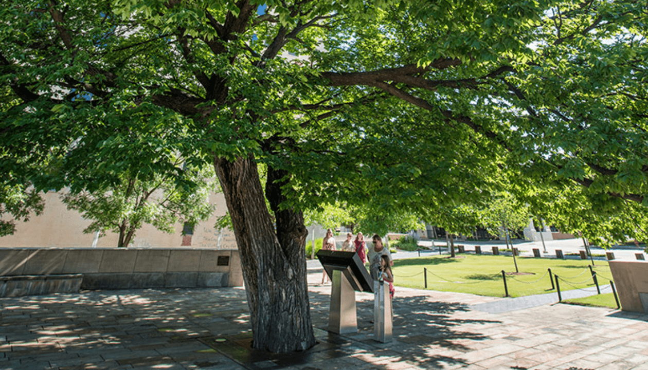OKC Survivor Tree planted in DC in commemoration of 30 years since the ...