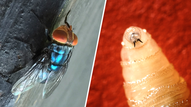 First human screwworm case linked to travel confirmed in U.S., HHS says