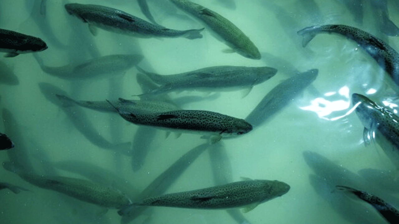A New York food bank netted a huge haul of 13,000 fresh salmon. The ...