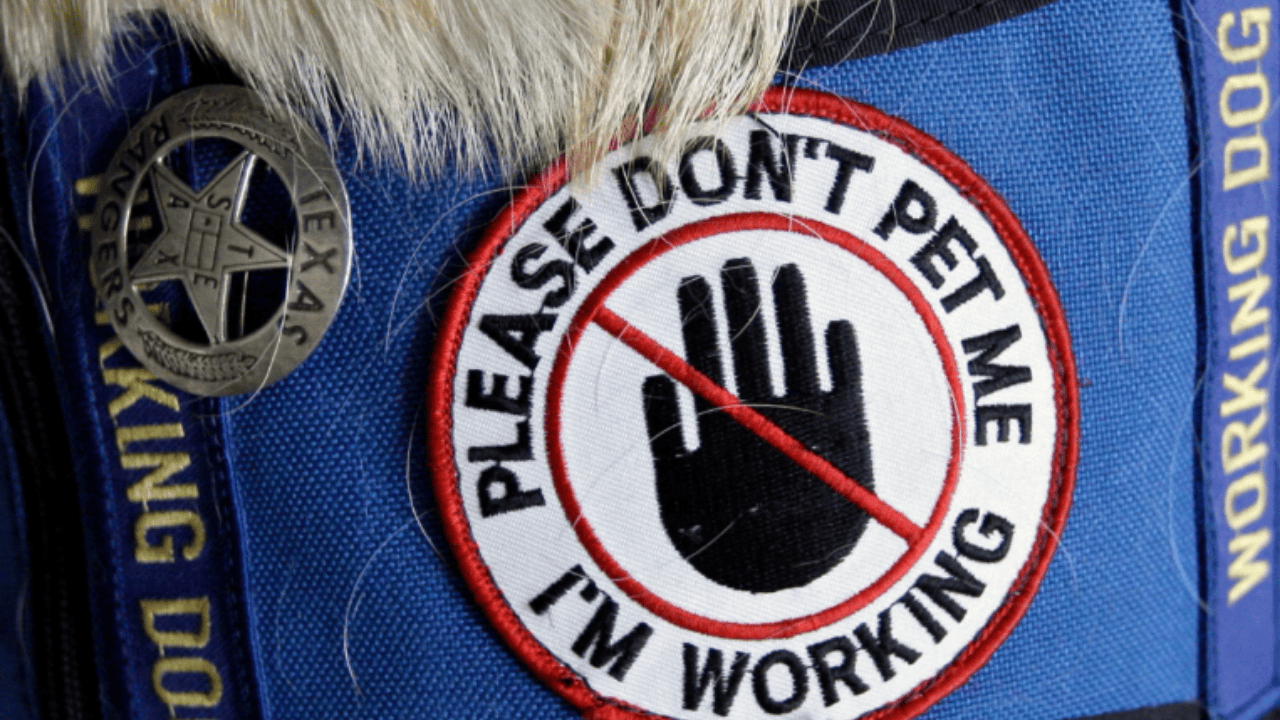 ADA Service Animal Guidelines: Rules, rights, and requirements explained