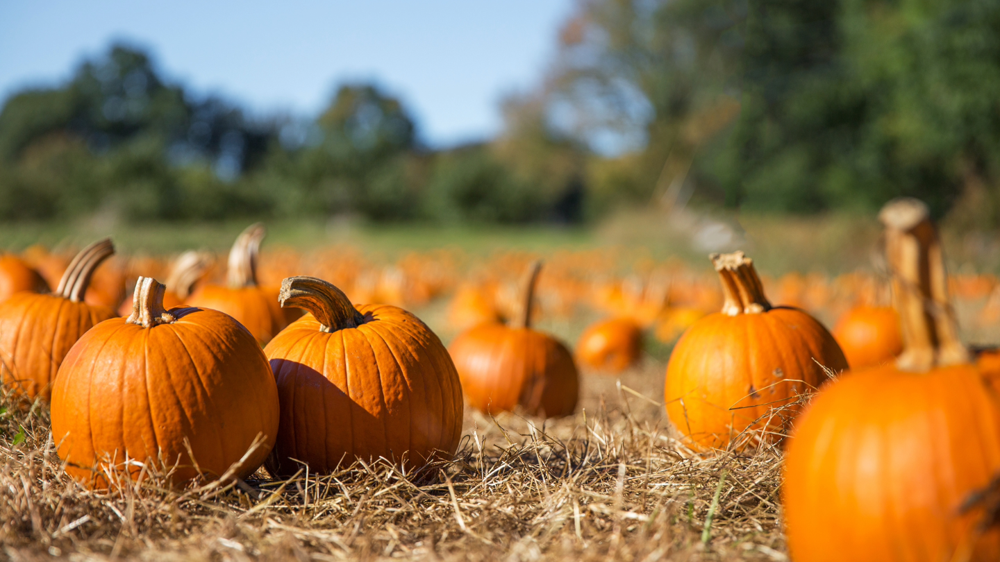 Pumpkin Patch In Ada Ok